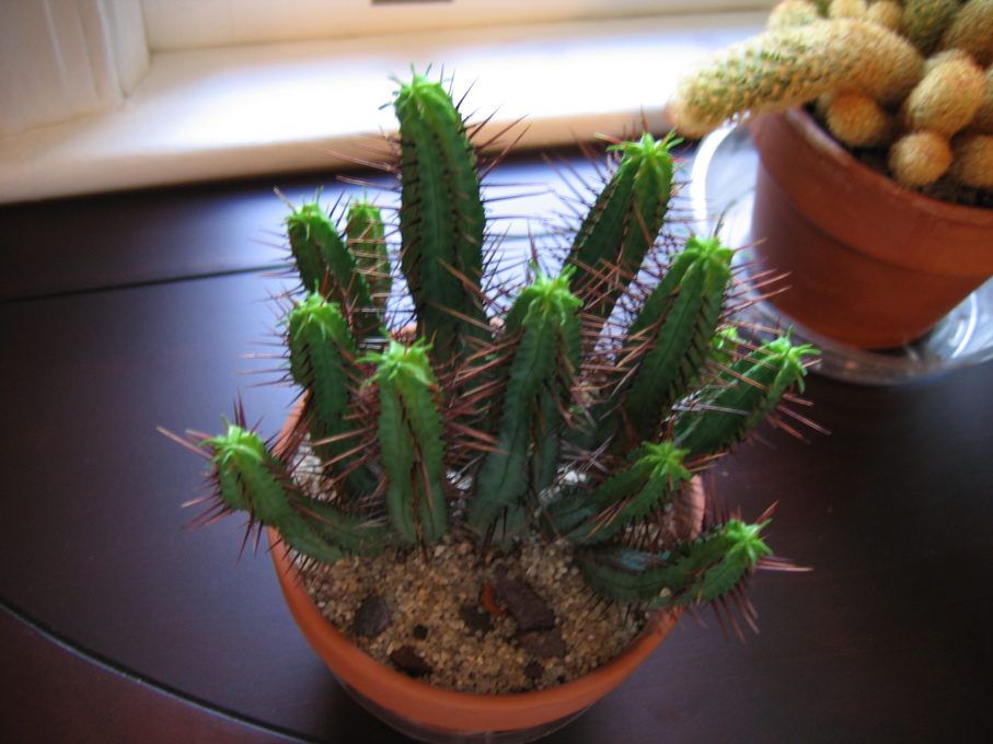 Euphorbia Griseola Mashonica