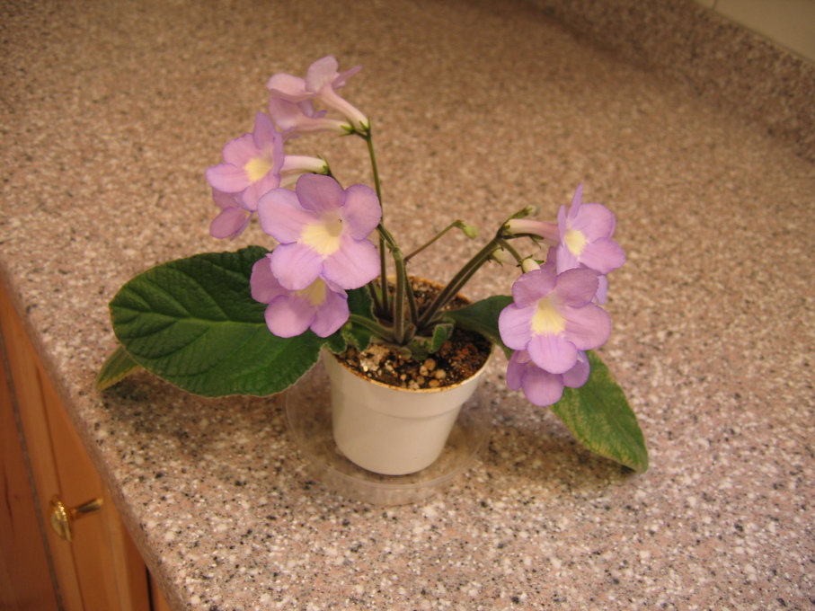 Streptopcarpus Bristol's Yumpin Yimminy
