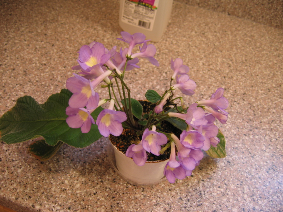 Streptopcarpus Bristol's Yumpin Yimminy