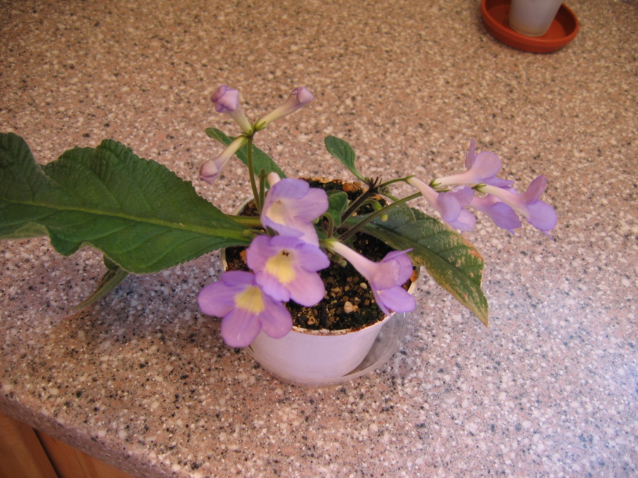 Streptopcarpus Bristol's Yumpin Yimminy