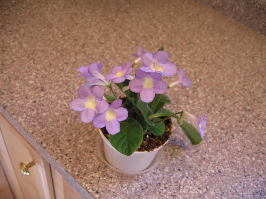 Streptopcarpus Bristol's Yumpin Yimminy