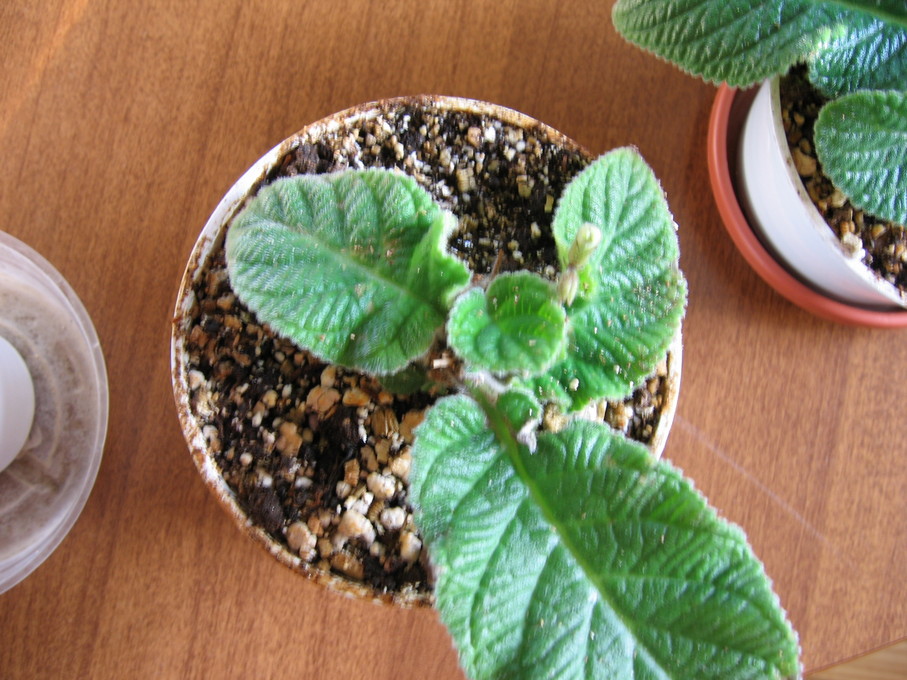 Streptopcarpus Bristol's Yumpin Yimminy
