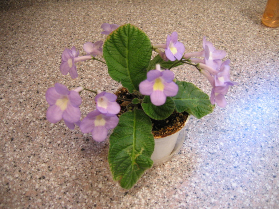 Streptopcarpus Bristol's Yumpin Yimminy