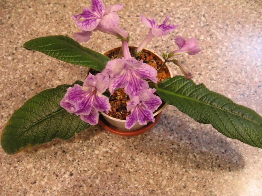 Streptopcarpus Bristol's Yumpin Yimminy