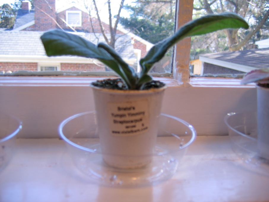 Streptopcarpus Bristol's Yumpin Yimminy
