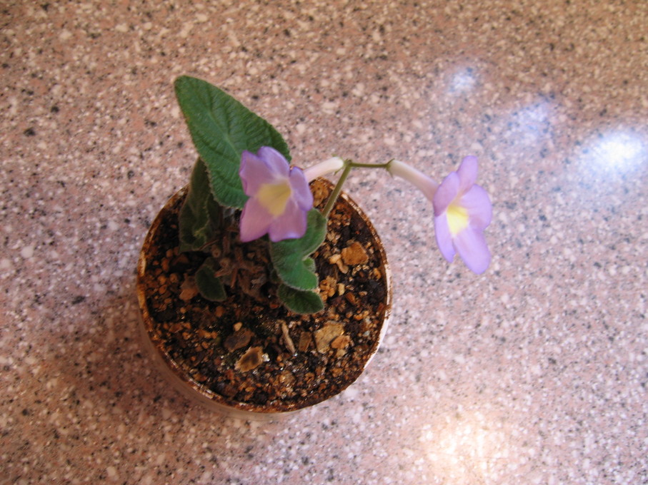 Streptopcarpus Bristol's Yumpin Yimminy