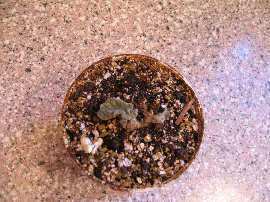 Streptopcarpus Bristol's Yumpin Yimminy