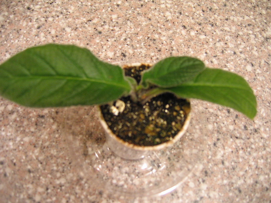 Streptopcarpus Bristol's Yumpin Yimminy