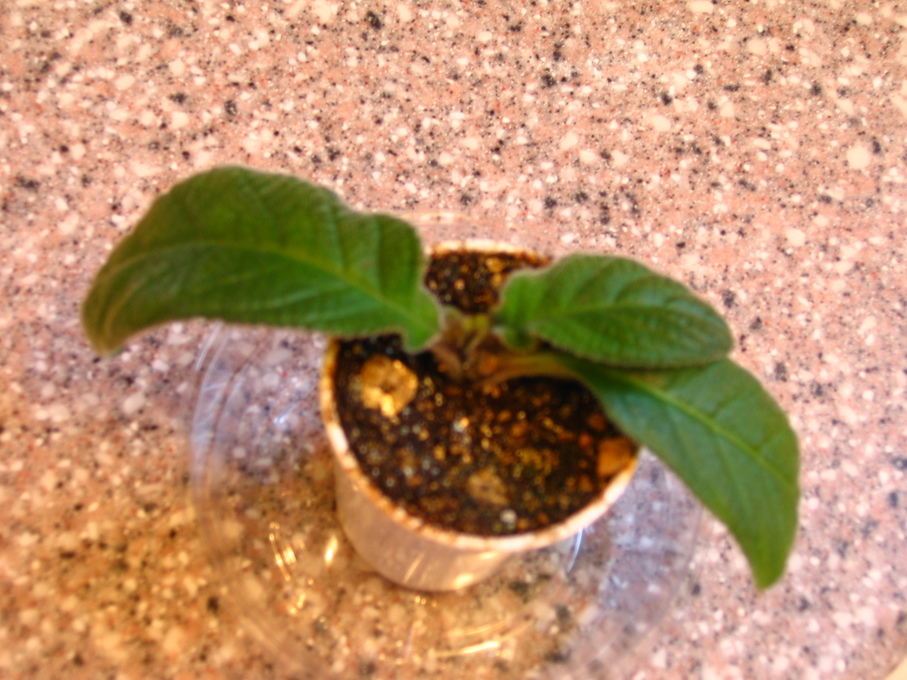 Streptopcarpus Bristol's Yumpin Yimminy