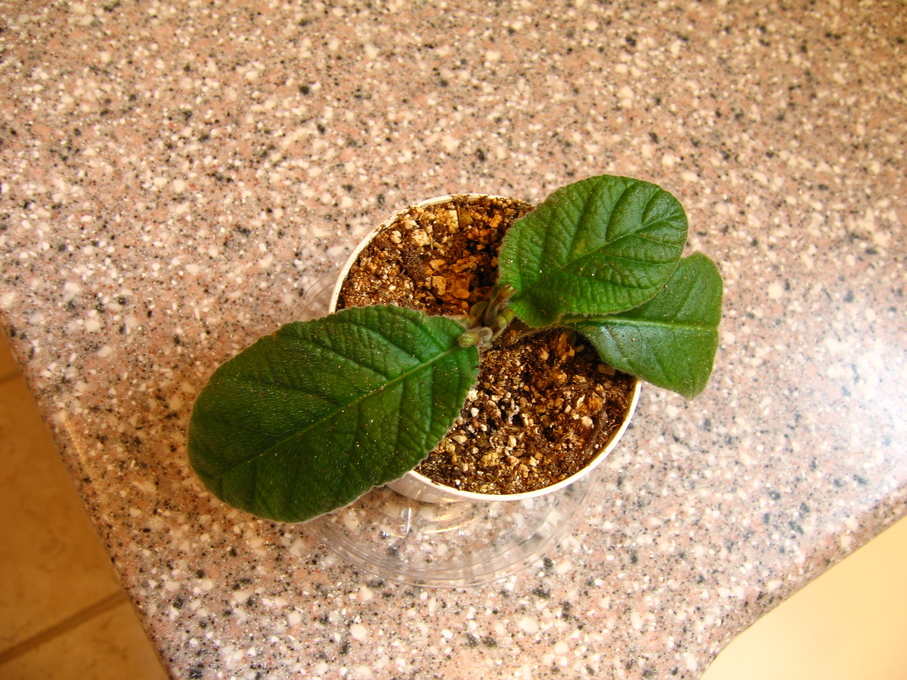 Streptopcarpus Bristol's Yumpin Yimminy