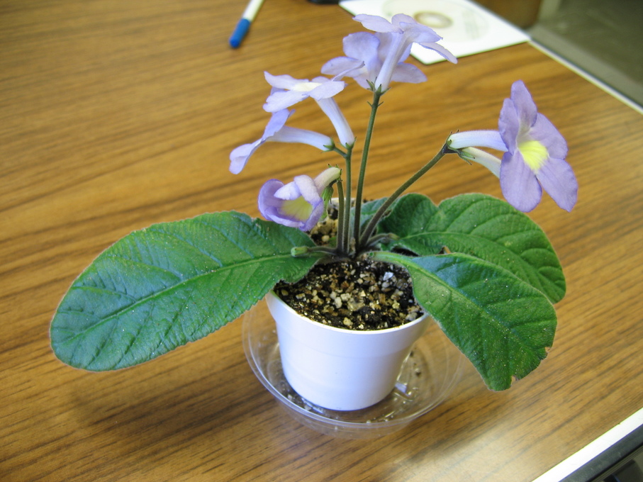 Streptopcarpus Bristol's Yumpin Yimminy
