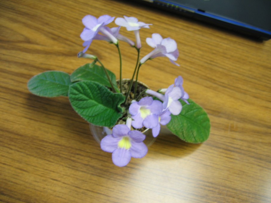 Streptopcarpus Bristol's Yumpin Yimminy