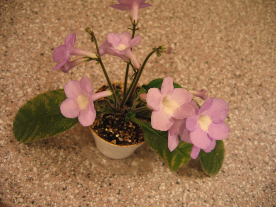 Streptopcarpus Bristol's Yumpin Yimminy